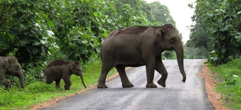 Munnar Hill Station with Periyar Wildlife Tour (03 Days) - The Itinerary Breakdown: What Makes Each Stop Special
