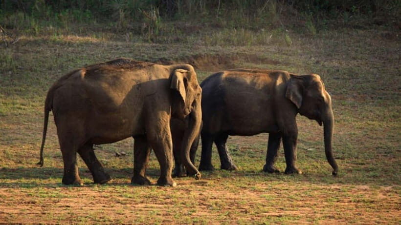 Munnar Hill Station with Periyar Wildlife Tour (03 Days) - Authentic Experiences That Stand Out