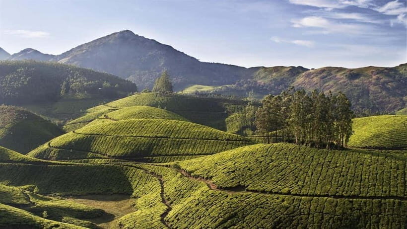 Munnar Hill Station with Periyar Wildlife Tour (03 Days) - Who Will Love This Tour?