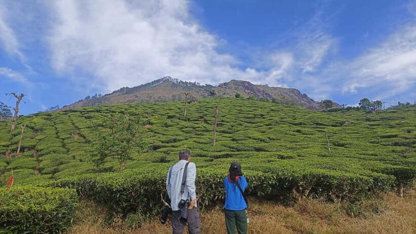 Munnar Nature Walk - An In-Depth Look at the Munnar Nature Walk Experience