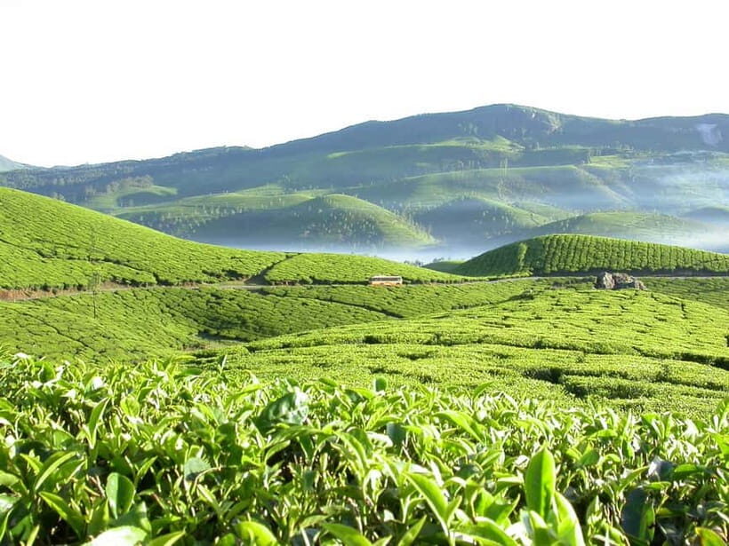 Munnar site-seeing Tour - Who Should Consider This Tour