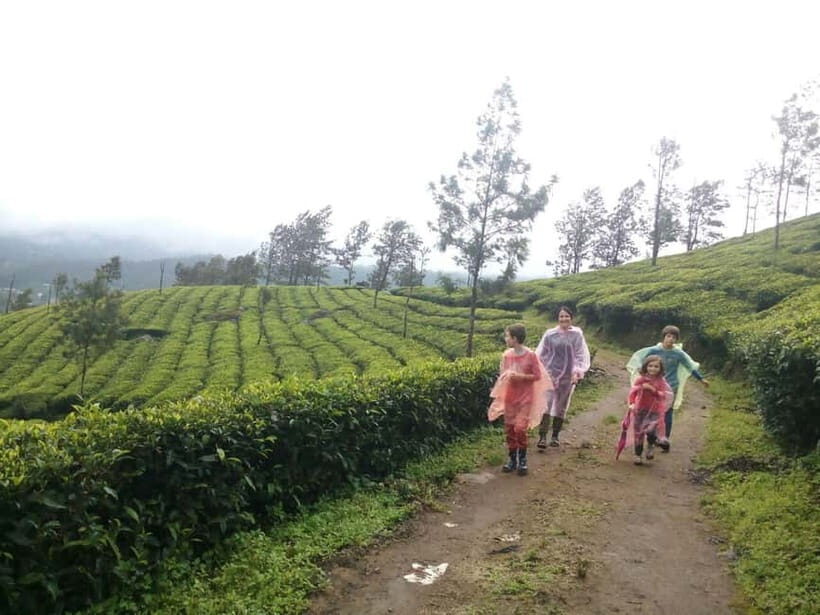 Munnar: Sunrise Trekking Adventure with Breakfast - Key Points