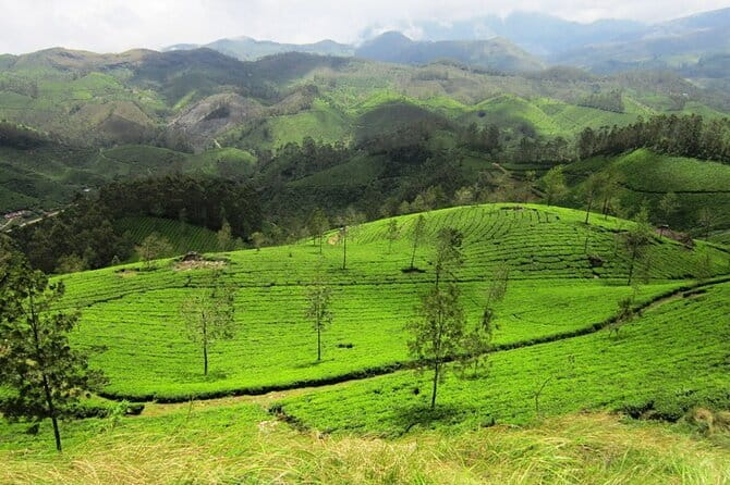 Munnar Tea Trail Tour , Tea factory visit & Tea Tasting - Practical Details & Considerations
