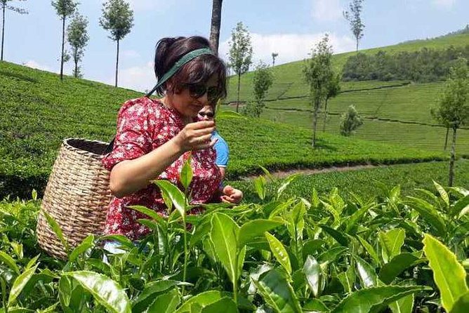 Munnar Tea Trail Tour with Factory Experience ( By Munnar Info) - Munnar Tea Trail Tour with Factory Experience (By Munnar Info)