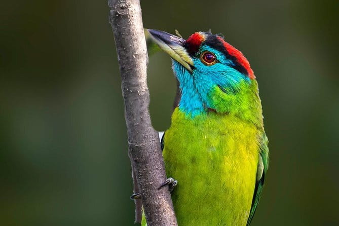 Munsiari Birding tour - Key Points