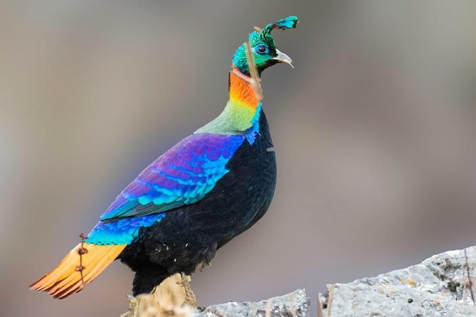 Munsiari Birding tour - Who Will Love This Tour?