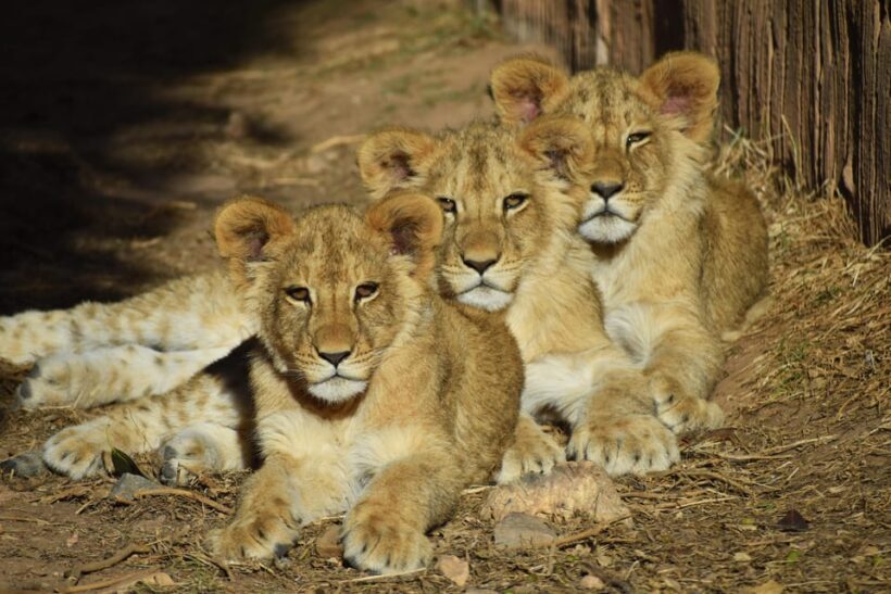 Murcia: Terra Natura Murcia Ticket Entry - Ticket and Practical Details