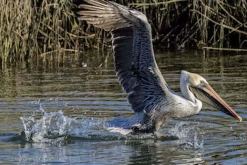 Murrells Inlet: Saltwater Marsh Eco Tour w/ Marine Biologist - The Experience for Different Travelers
