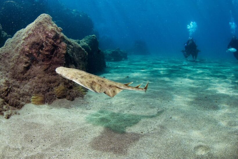 Museo Atlantico: Diving Class for Non-Certified Divers - What Makes This Tour Special?