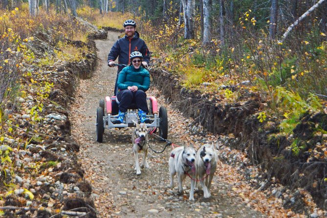 Mush Your Own Sled Dog Team (Summer/Fall Tour) - What to Expect on the Tour