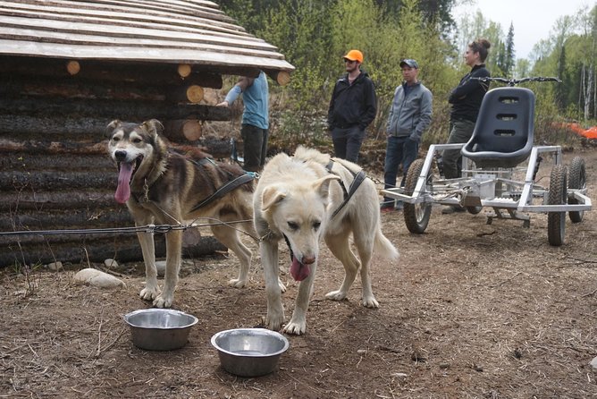 Mush Your Own Sled Dog Team (Summer/Fall Tour) - Value and Pricing