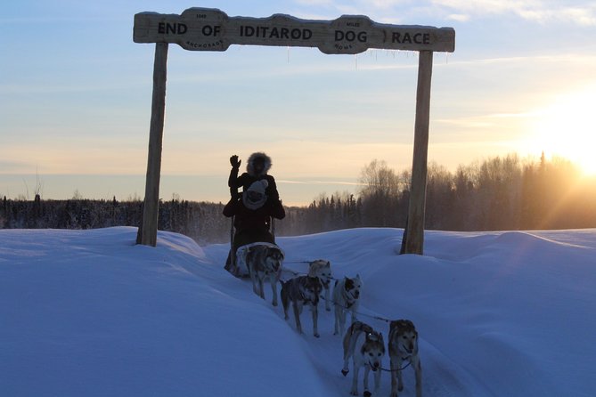 Mush Your Own Sled Dog Team (Winter Tour) in Talkeetna, Alaska - Experience Highlights