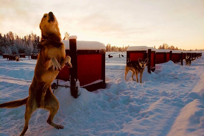 Mush Your Own Sled Dog Team (Winter Tour) in Talkeetna, Alaska - Memorable Experiences for Families
