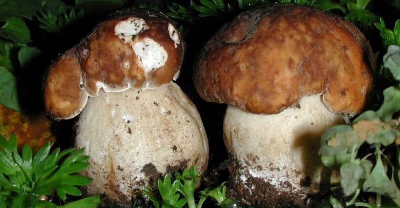 MUSHROOMS - The Sum Up: Is It Worth It?
