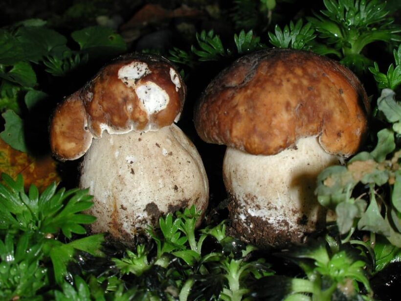 MUSHROOMS - FAQ