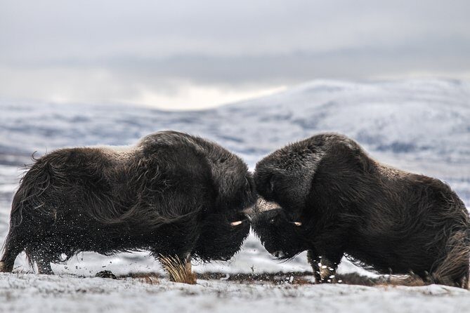 Musk ox Safari in Dovrefjell National Park from Oppdal - Exploring Norway’s Dovrefjell: A Nature Lover’s Dream