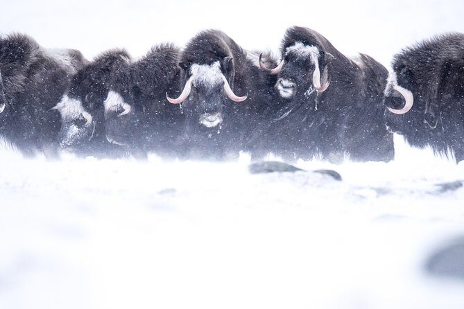 Musk ox Safari in Dovrefjell National Park from Oppdal - Itinerary Breakdown: What to Expect