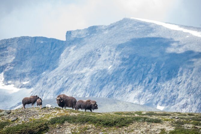 Musk ox Safari in Dovrefjell National Park from Oppdal - Practical Tips for Future Participants