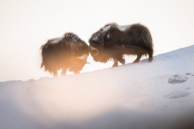 Musk ox Safari in Dovrefjell National Park from Oppdal - Why This Tour Is a Good Choice