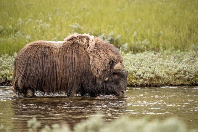 Musk ox Safari in Dovrefjell National Park from Oppdal - Frequently Asked Questions