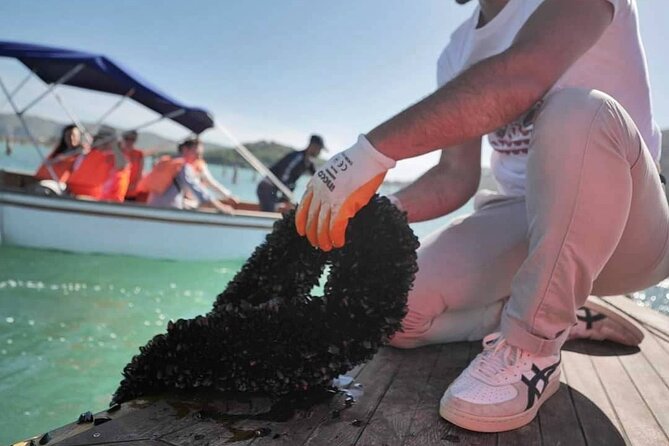 Mussel Sailing Tour Review: A Culinary Adventure - About Your Stay