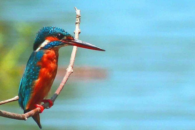 Muthurajawela Bird Watching Boat Tour - The Sum Up