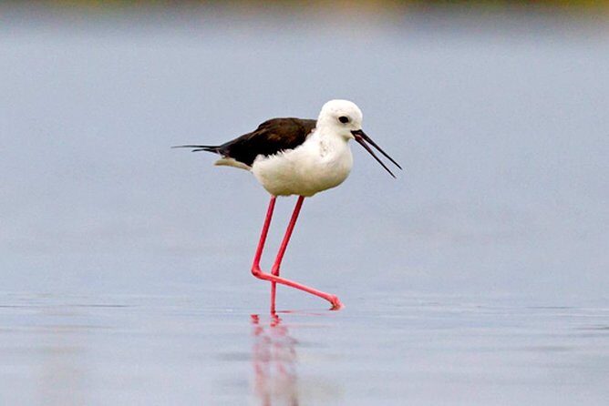Muthurajawela Bird Watching Boat Tour - FAQ