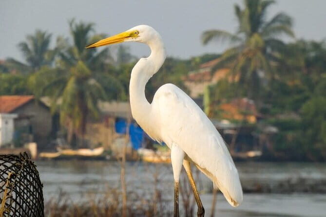 Muthurajawela Bird Watching Day Tour from Colombo or Negombo - Exploring the Itinerary: What to Expect