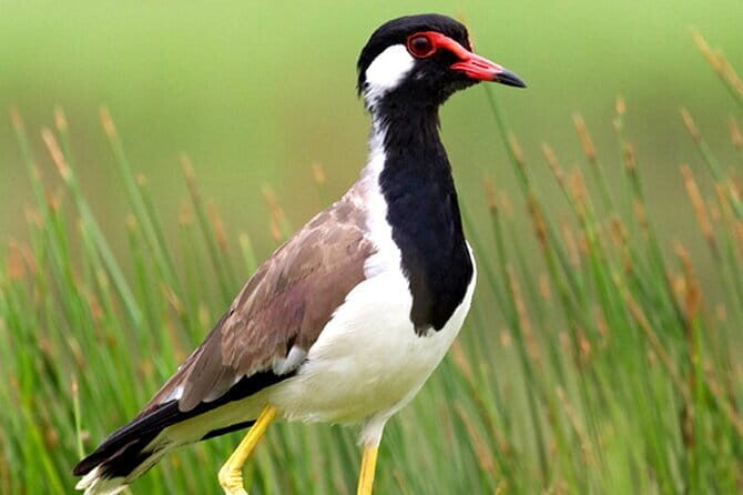 Muthurajawela Bird Watching Day Tour from Colombo or Negombo - FAQ