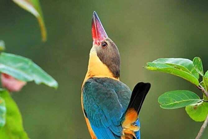 Muthurajawela Bird Watching Tour From Colombo & Negombo - Authentic Traveler Insights