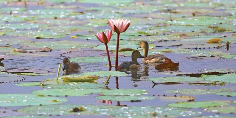 Muthurajawela Bird Watching Tour from Negombo and Colombo - The Boat Ride: What You Can Expect