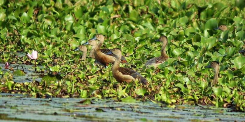 Muthurajawela Bird Watching Tour from Negombo and Colombo - Wildlife & Flora: Why This Wetland Matters