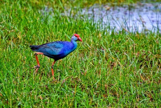 Muthurajawela Bird Watching Tour from Negombo / Colombo - Authentic Feedback from Travelers