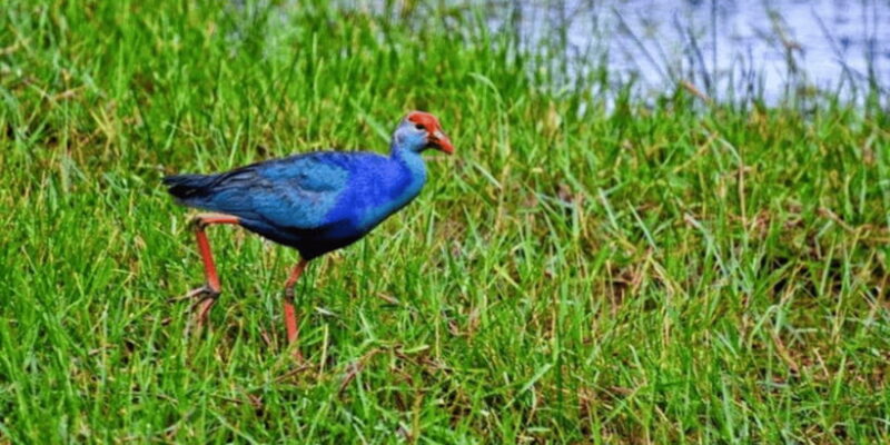 Muthurajawela Wetland: Birdwatching Expedition by Boat - Who’s This Tour Best For?