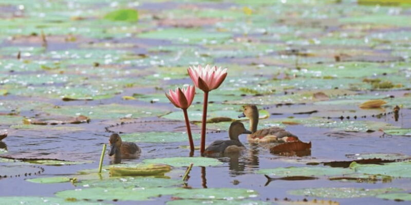Muthurajawela Wetland: Birdwatching Expedition by Boat - The Sum Up