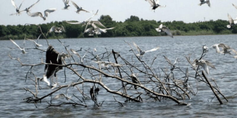 Muthurajawela Wetland: Birdwatching Expedition by Boat - FAQ