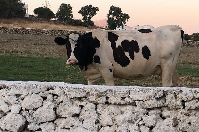Mykonian Farm Experience - FAQ