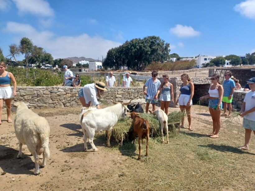 Mykonos Highlights Tour - An Honest Breakdown of the Mykonos Highlights Tour