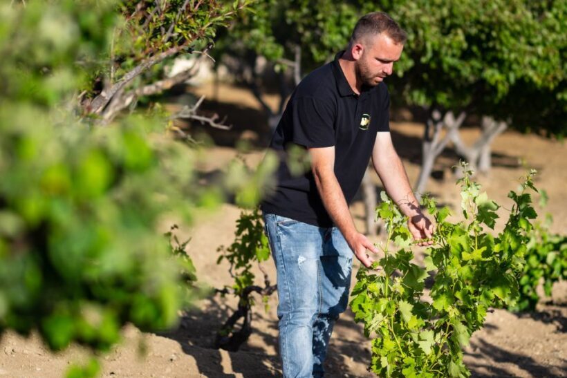 Mykonos: Winery Vineyard Experience with Food & Wine Tasting - Key Points