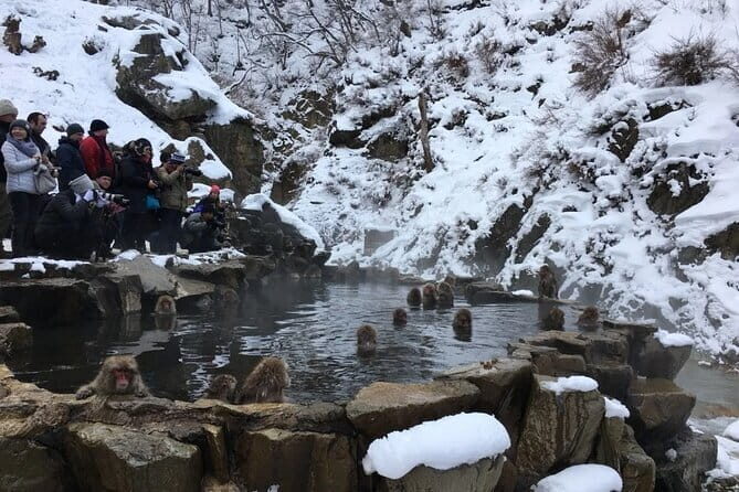 Myoko and Madarao Day Tour Snow Monkeys, Zenkoji and Sake - Who Should Consider This Tour?