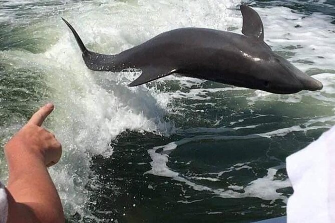 Myrtle Beach Dolphin Cruise - FAQ: Your Questions Answered