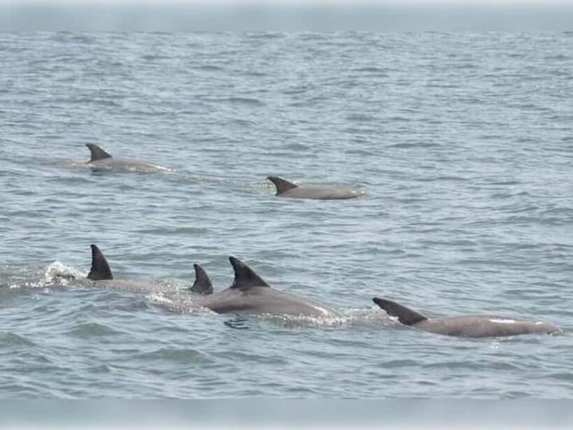 Myrtle Beach: Dolphin Cruise on the Sea Screamer - An Authentic Myrtle Beach Experience on the Water