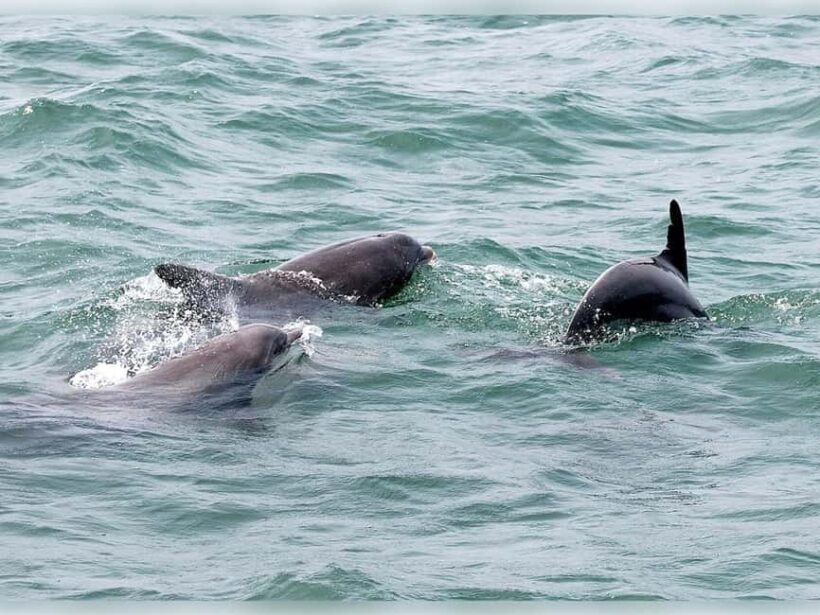 Myrtle Beach: Dolphin Cruise on the Sea Screamer - What to Expect During the Tour