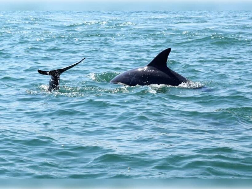 Myrtle Beach: Dolphin Cruise on the Sea Thunder - A Ride That Combines Speed, Nature, and Scenery