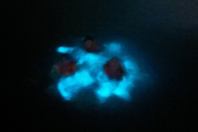 Mystic Waters A Bioluminescent Night Tour - The Sum Up