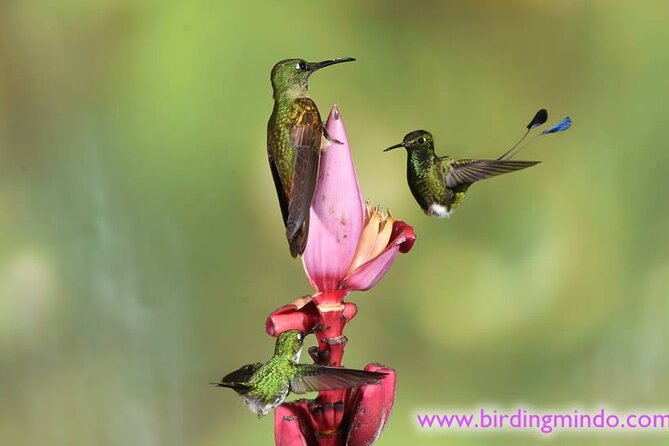 Mystical Mindo Marvels: a Daylong Dive Into Natures Dreamland! - Discover the Captivating Waterfalls of Mindo