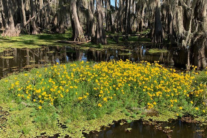 Mystical Private Kayak and Canoe Tours on Caddo Lake - Practical Tips for Visitors