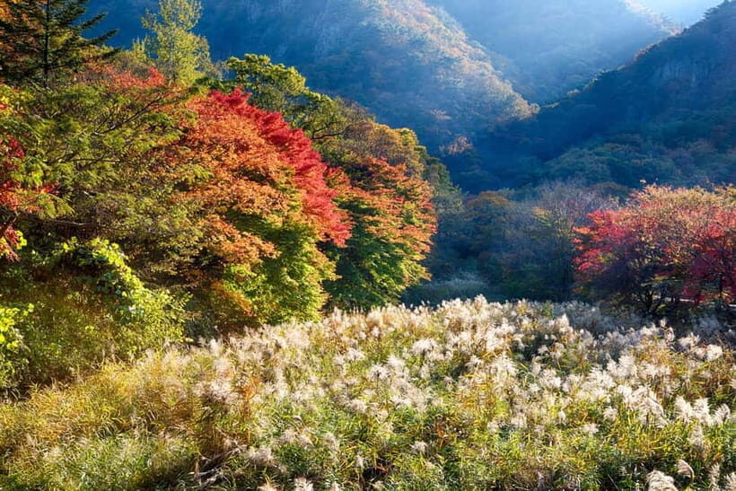 Naejangsan: Highlight of a Korean Autumn Day Trip from Busan - FAQ: Your Questions About the Naejangsan Day Trip