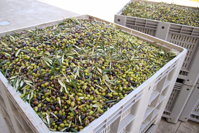 Nafplion: Olive Oil Tasting and Visit to Ancient Epidavros - Who Will Love This Tour?