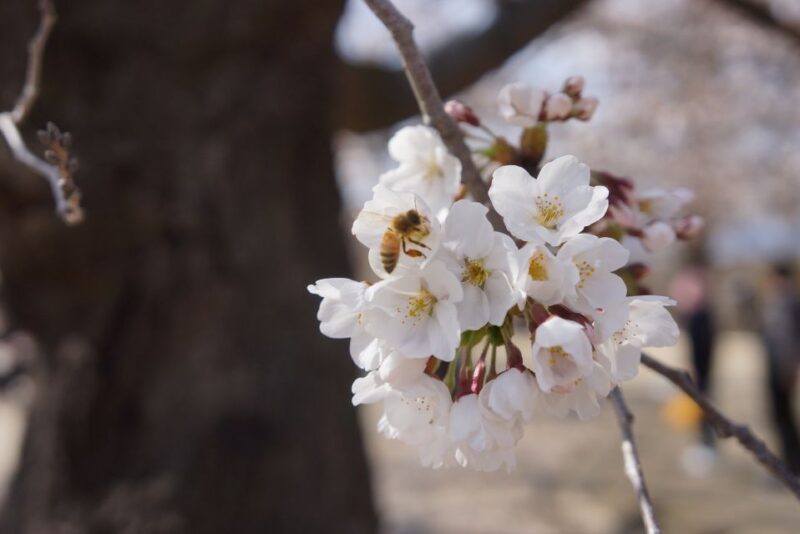 Nagano: 1-Day Snow Monkey & Cherry Blossom Tour in Spring - Cherry Blossom Experience